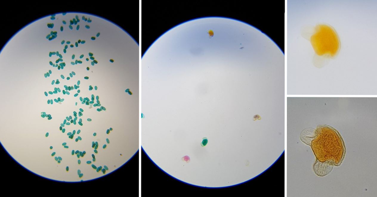 Pine Pollen Microscope